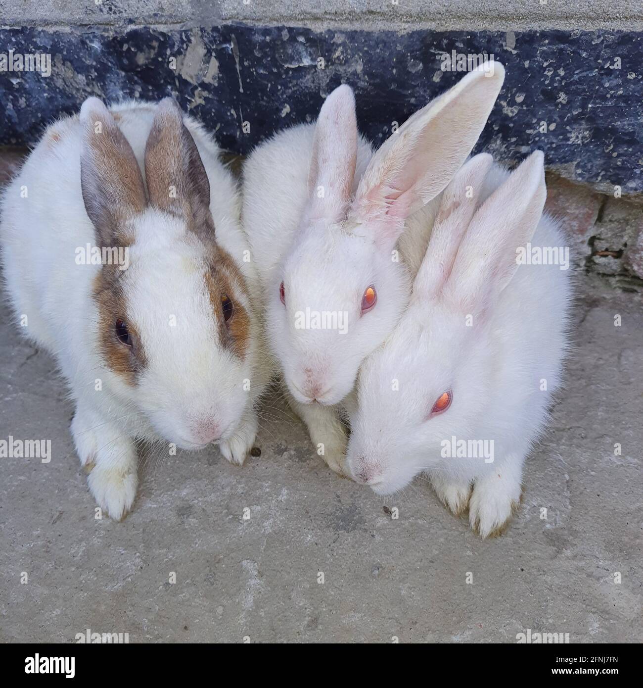 The Beautiful Rabbit Photography Stock Photo - Alamy
