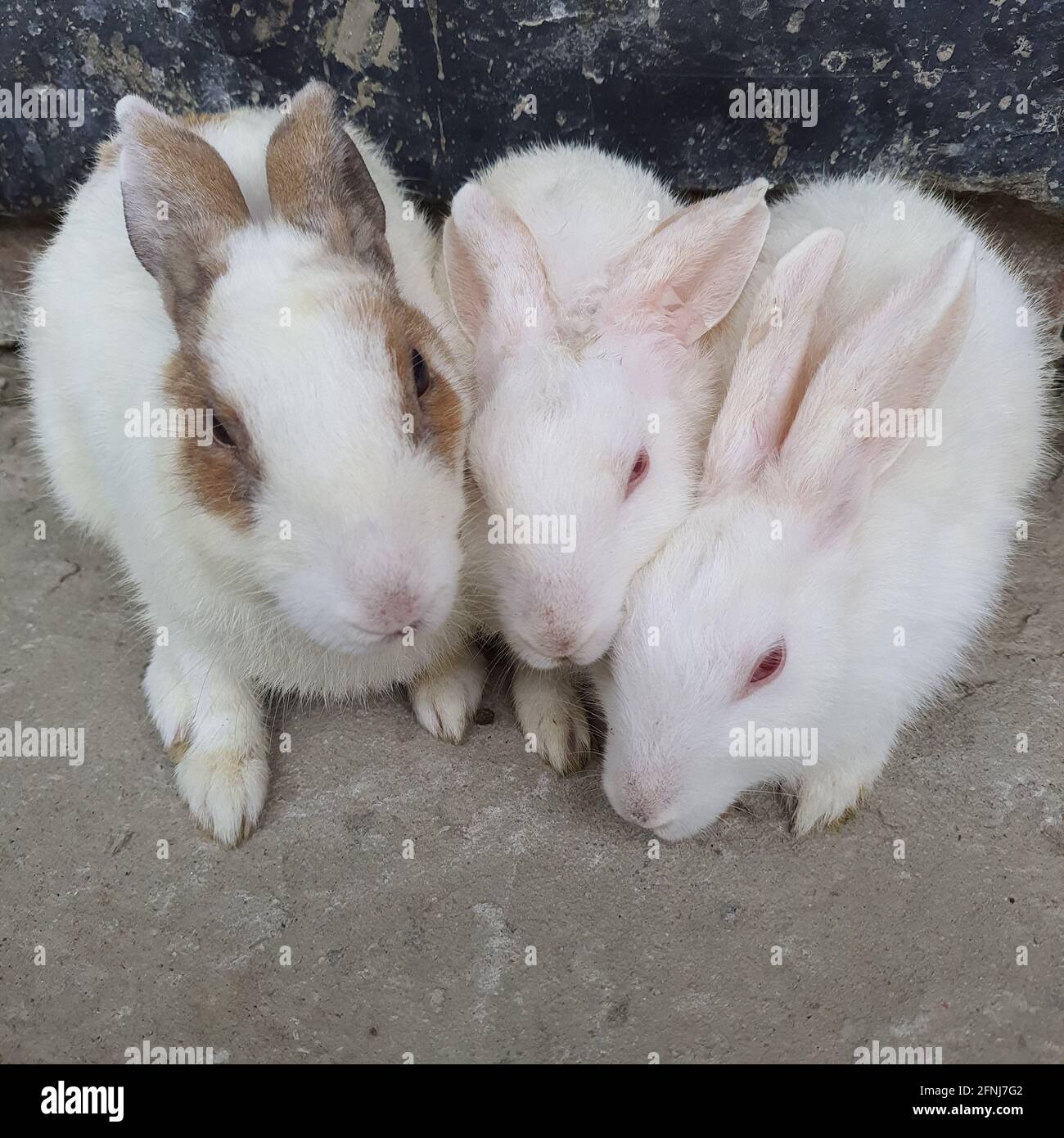 The Beautiful Rabbit Photography Stock Photo - Alamy
