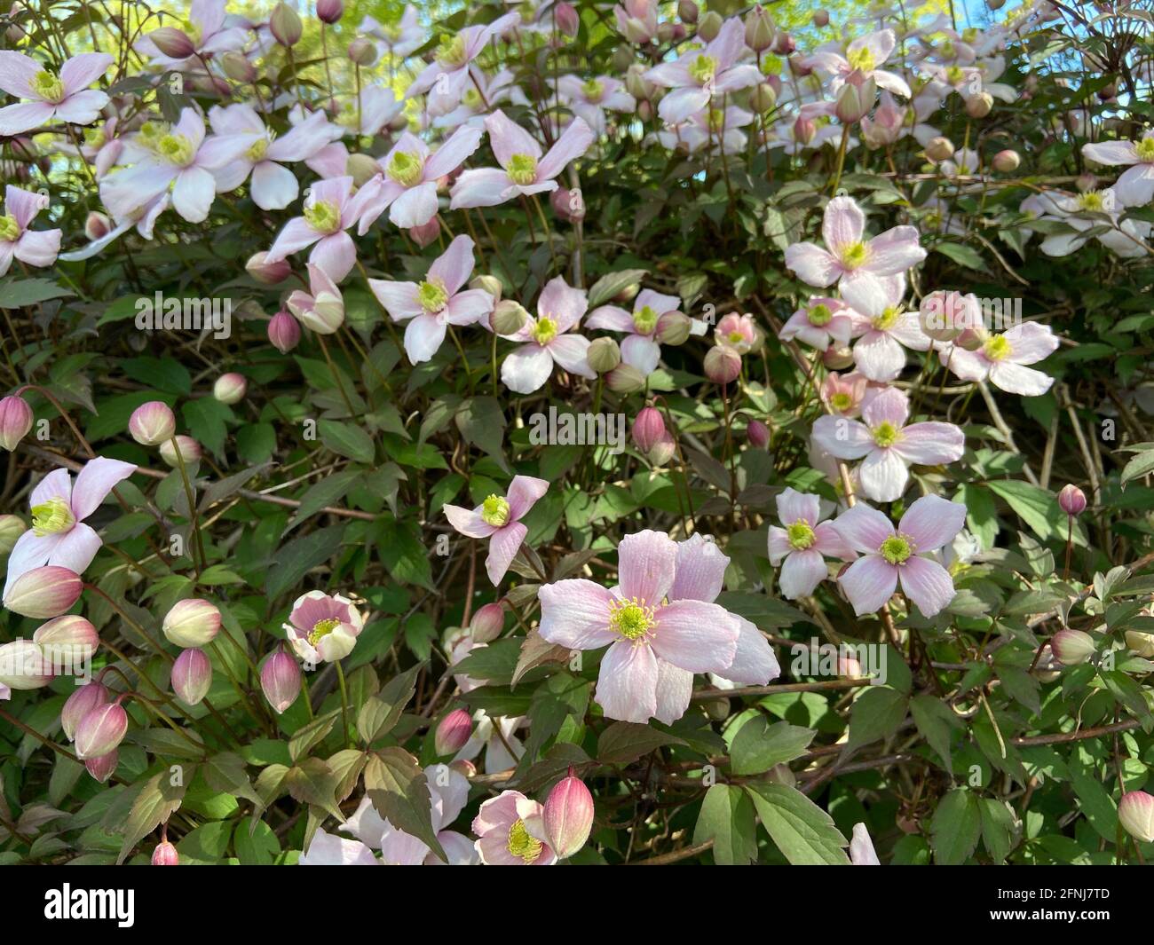 Clematis Montana Grandiflora Deciduous Scented Flowering Climbing Shrub ...