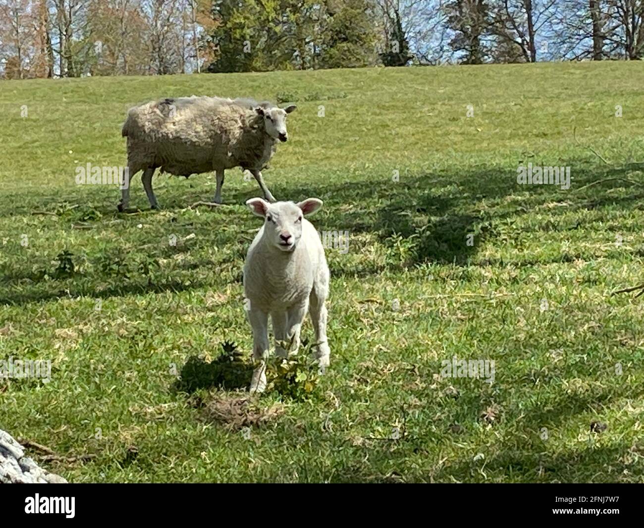 baby lambs in farm field young sheep Stock Photo - Alamy