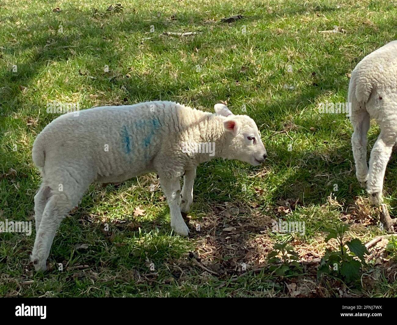 baby lambs in farm field young sheep Stock Photo - Alamy