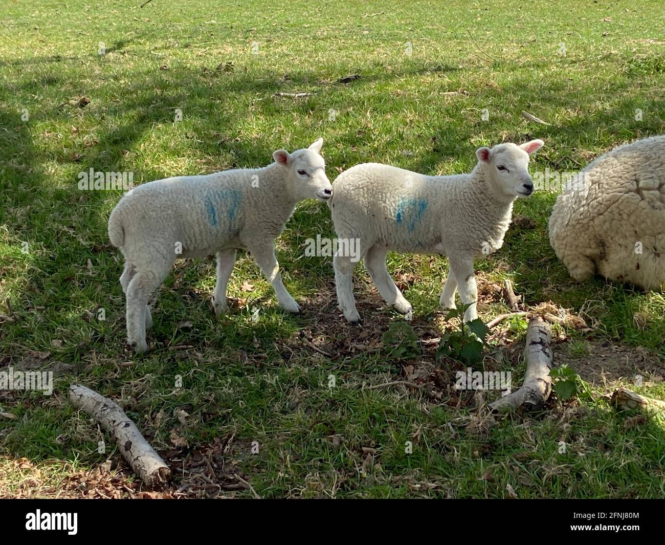 lamb baby sheep stock photo in spring field copy space photograph ...