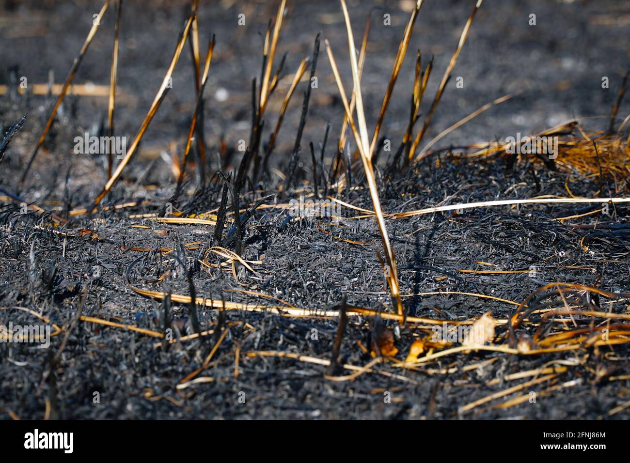 Burnt dry grass on the field close-up. Spring fires Stock Photo - Alamy
