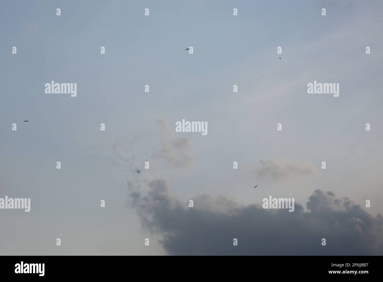 Sky bird photography hi-res stock photography and images - Alamy