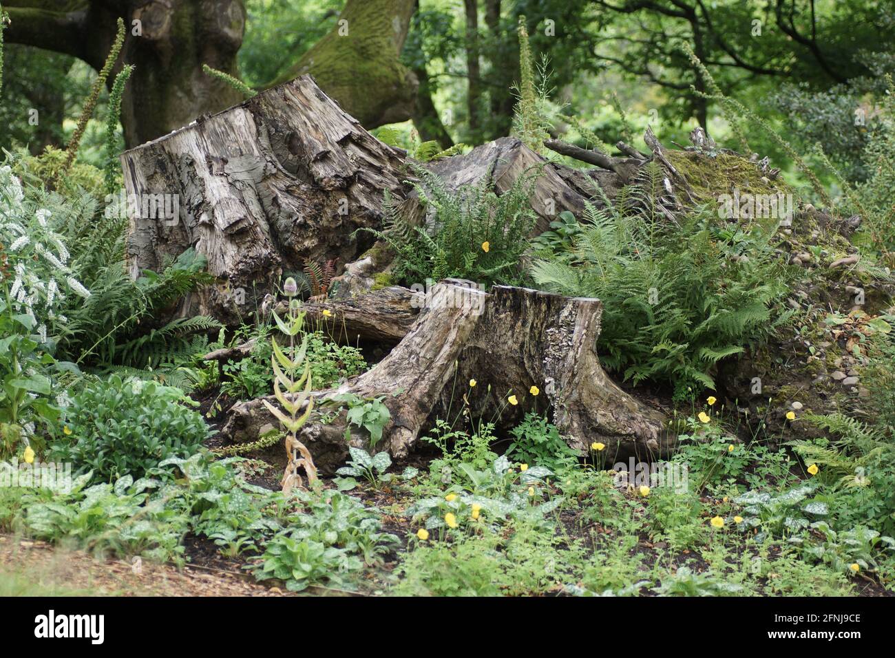 Stumpery hi-res stock photography and images - Alamy