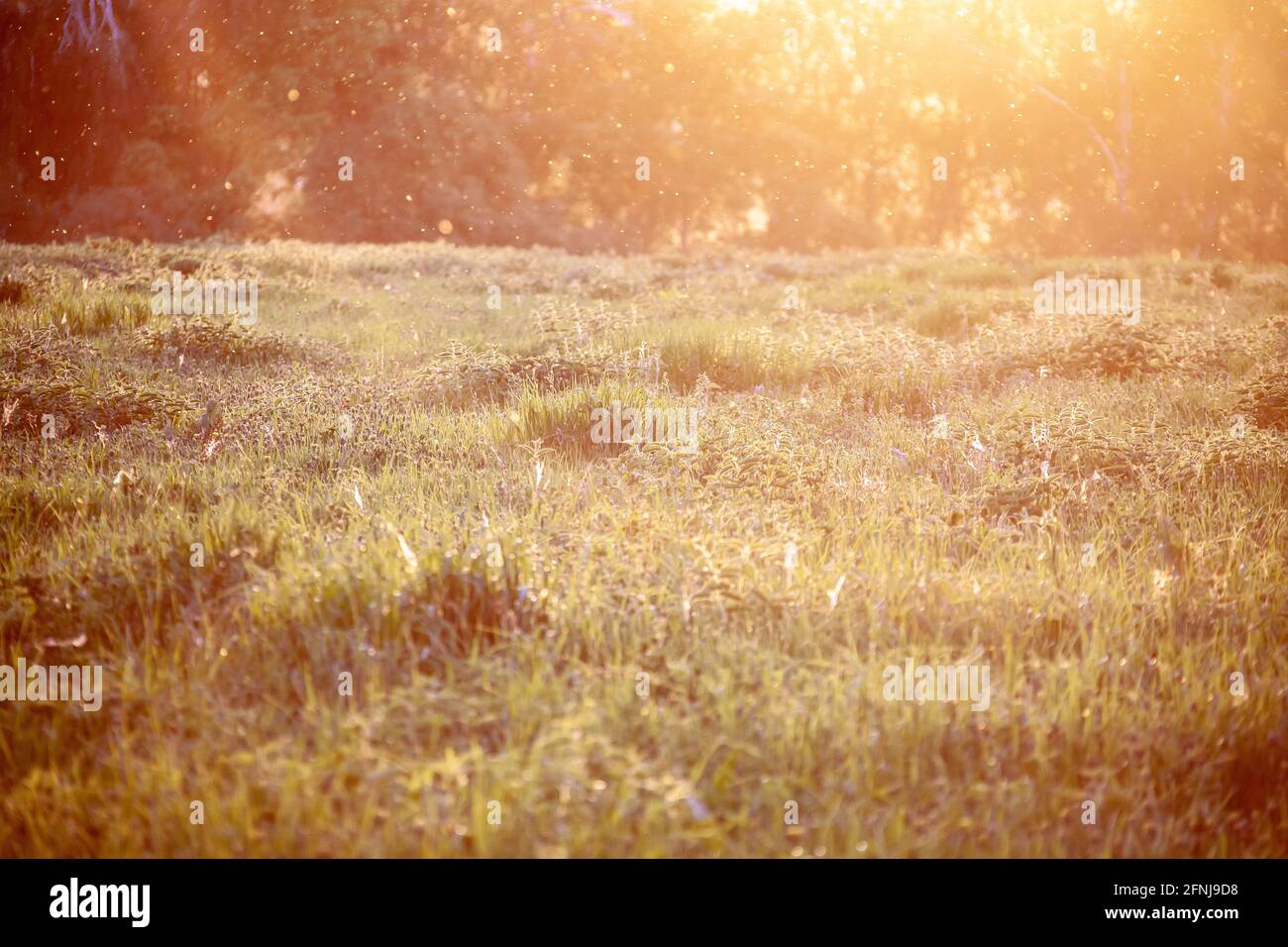 Consecrated landscape hi-res stock photography and images - Alamy