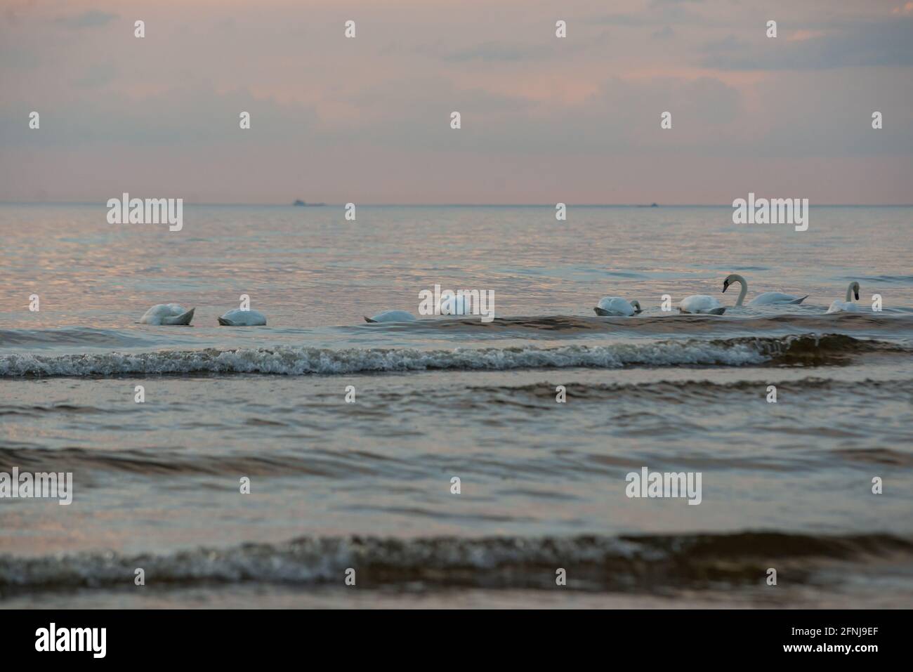 Swan family in sea water at sunset. White swans flock in the sea, head ...