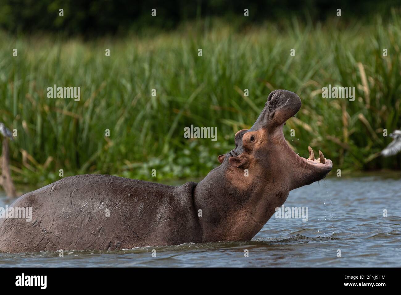 A hippopotamus opens its mouth wide and shows two canine teeth. It ...