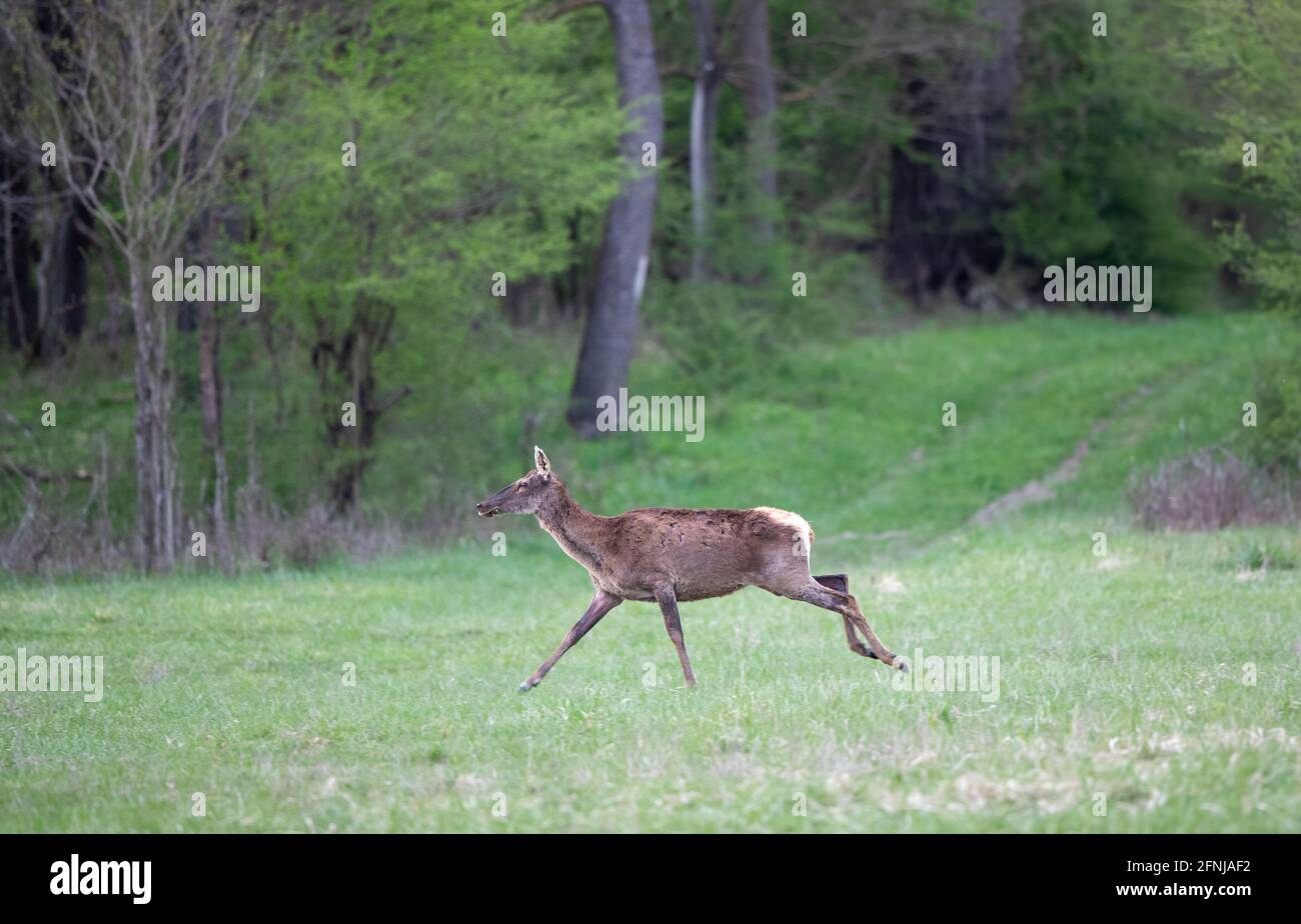 Hind (red deer female) running on meadow. Wildlife in natural habitat ...