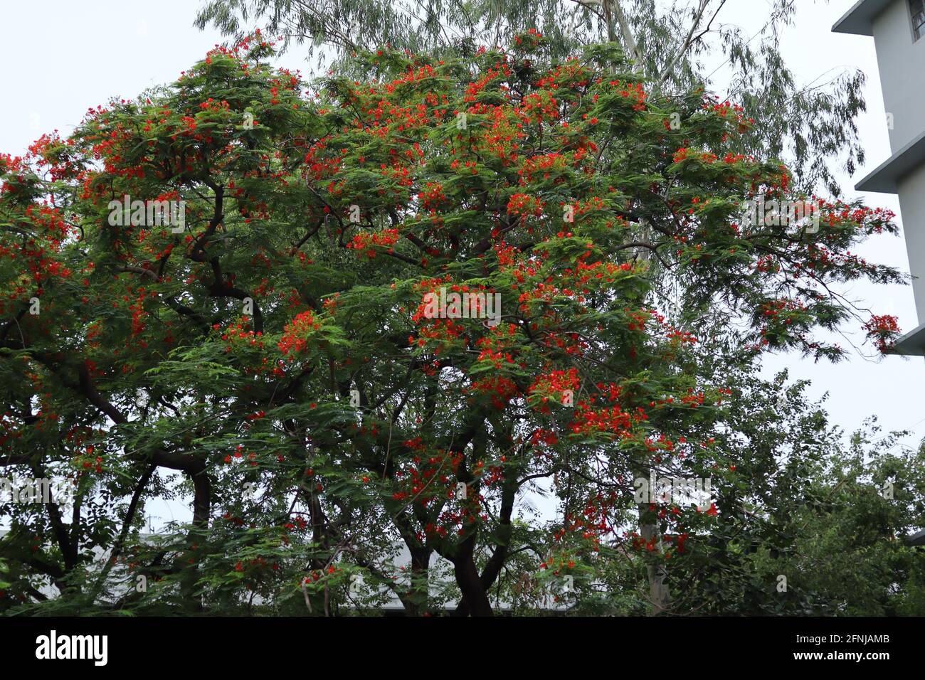 cloud with tree Stock Photo - Alamy