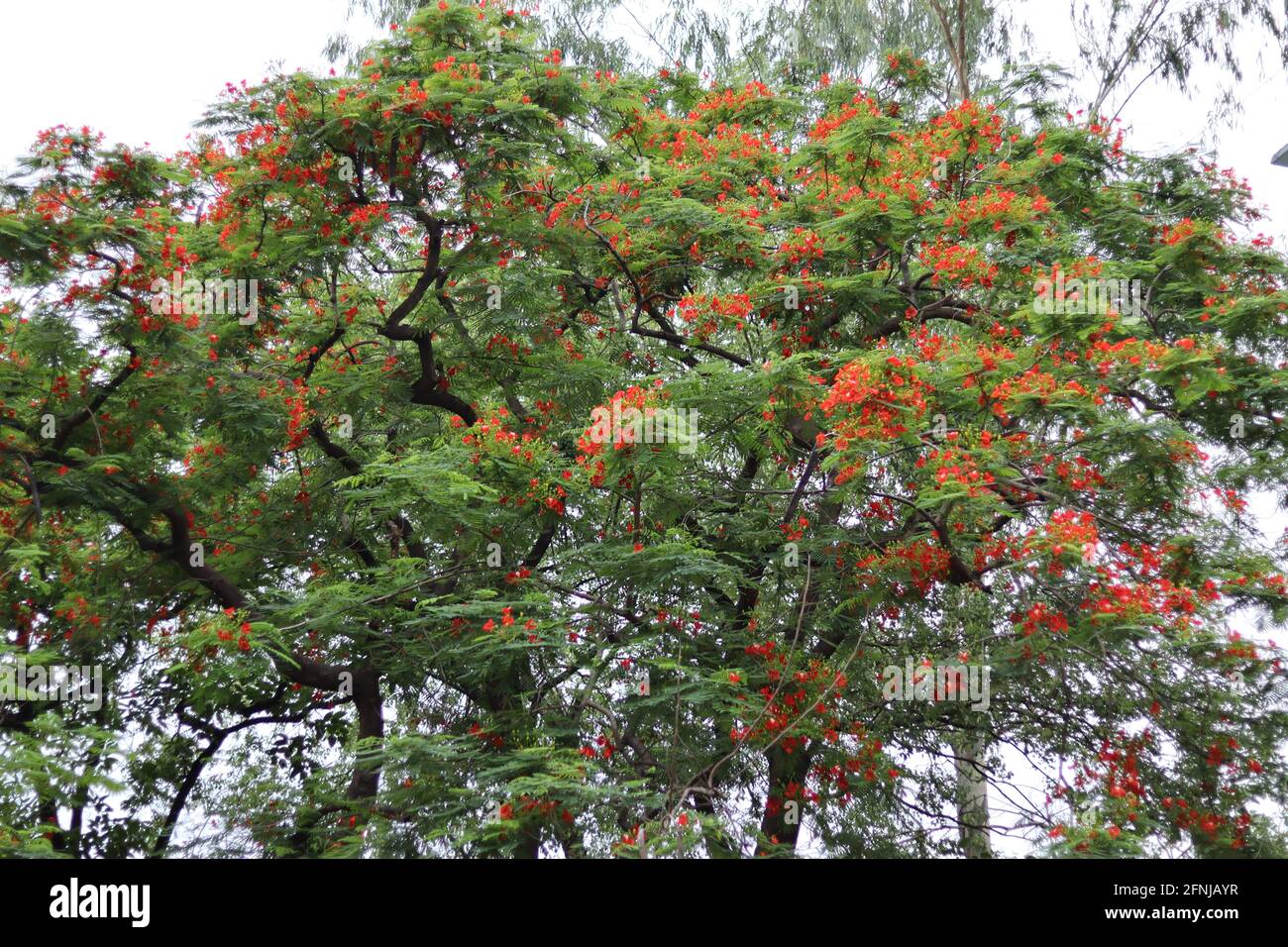 flower with tree Stock Photo - Alamy
