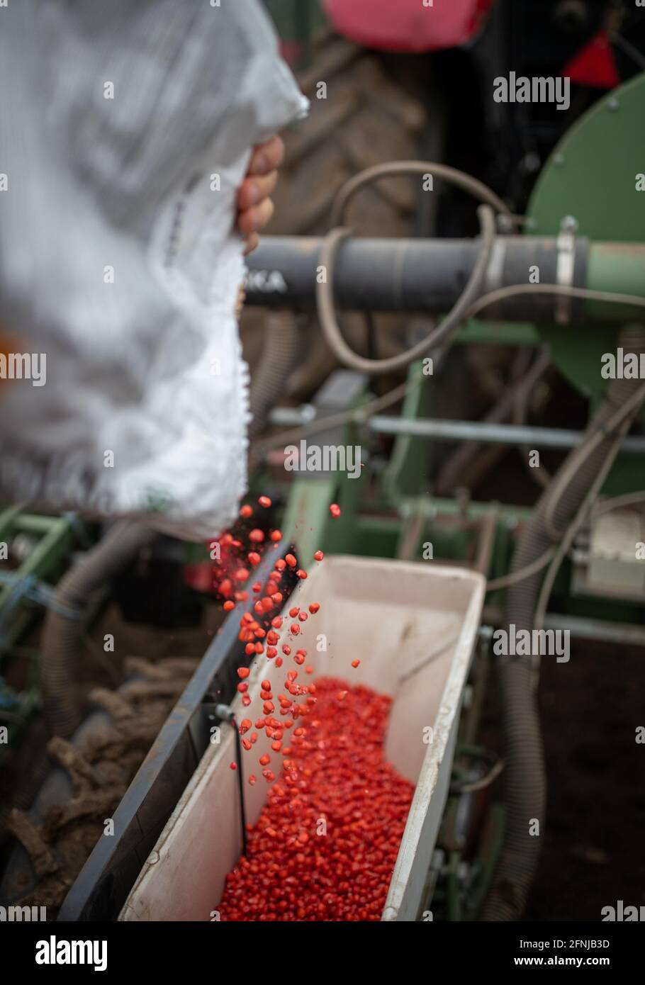 Farmer filling seeder box with corn seeds from sack, preparing tractor ...