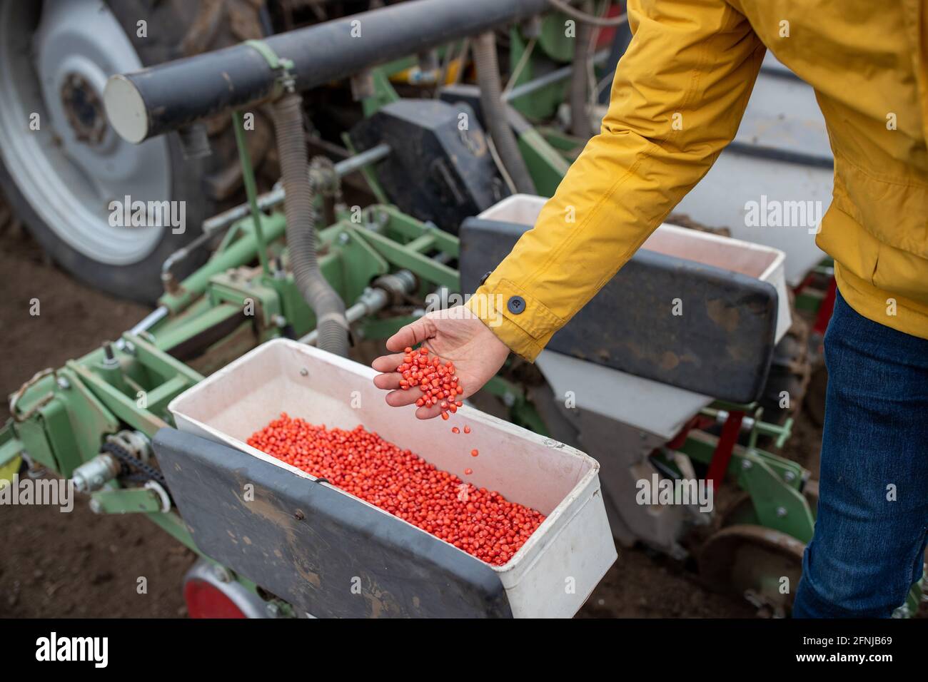 Close up of farmer's hand holding corn seeds above seeder box attached ...