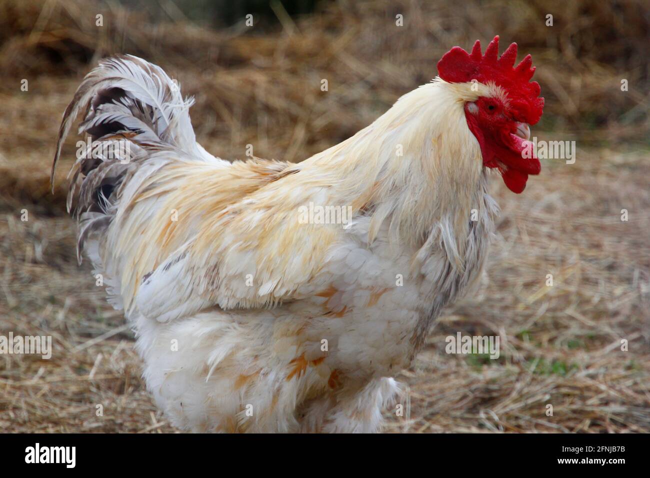 Large White Rooster Stock Photo - Alamy