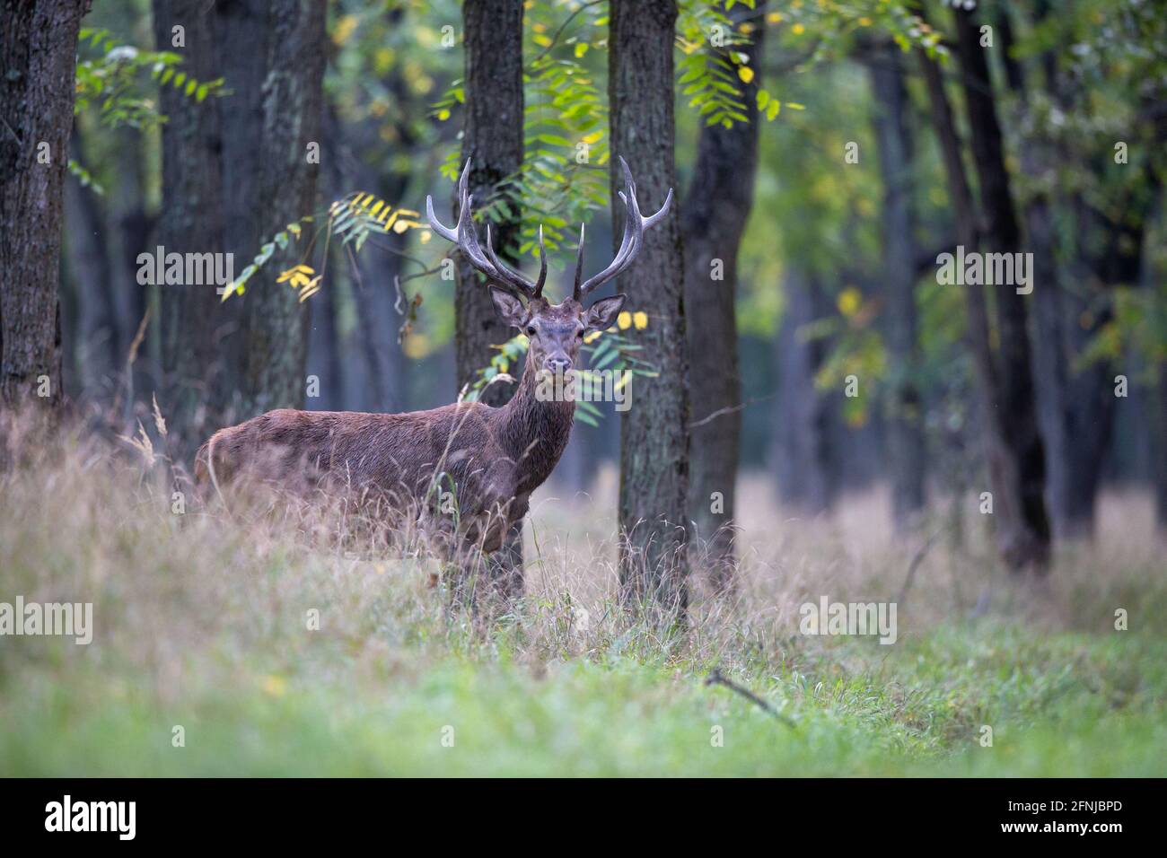 Red deer with small antlers hi-res stock photography and images - Alamy