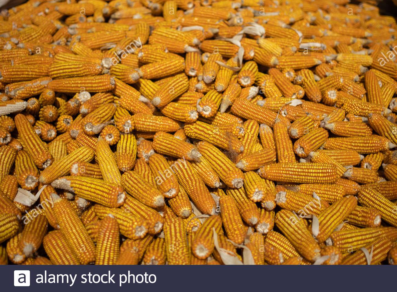 Corn Sun Drying High Resolution Stock Photography and Images - Alamy