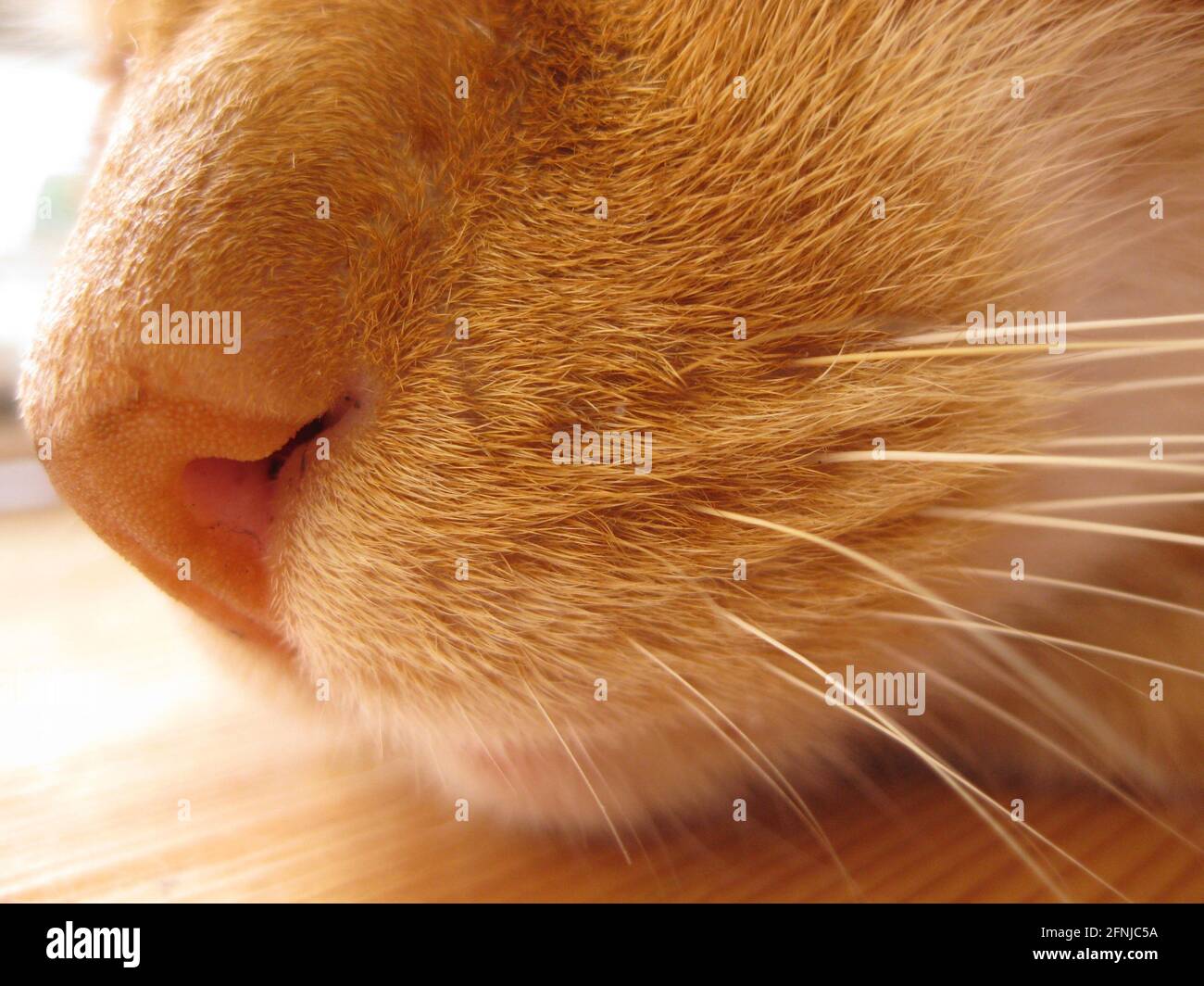 Cat nose side view hi-res stock photography and images - Alamy