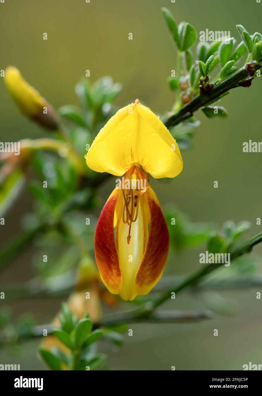 Common broom shrub (Cytisus scoparius) - close-up of a single flower ...