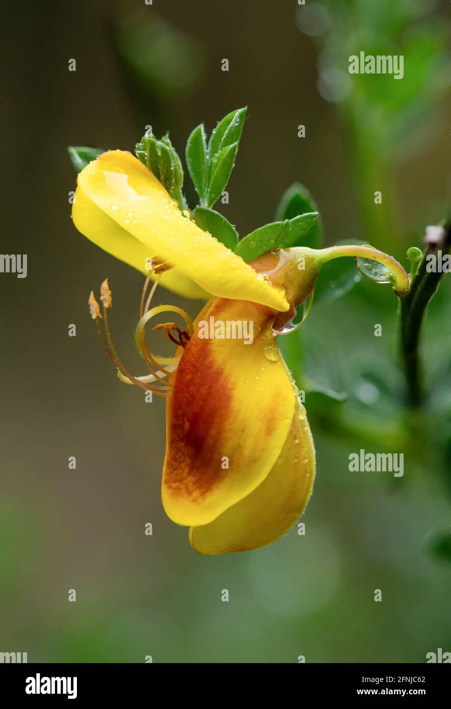 Common broom shrub (Cytisus scoparius) - close-up of a single flower ...