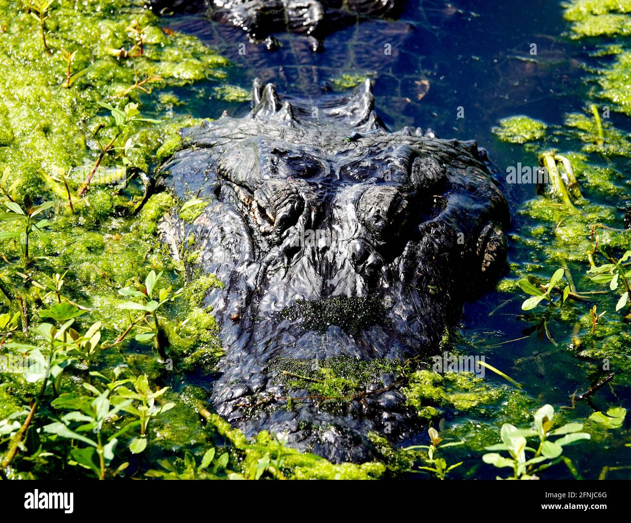 Submerged alligator head hi-res stock photography and images - Alamy