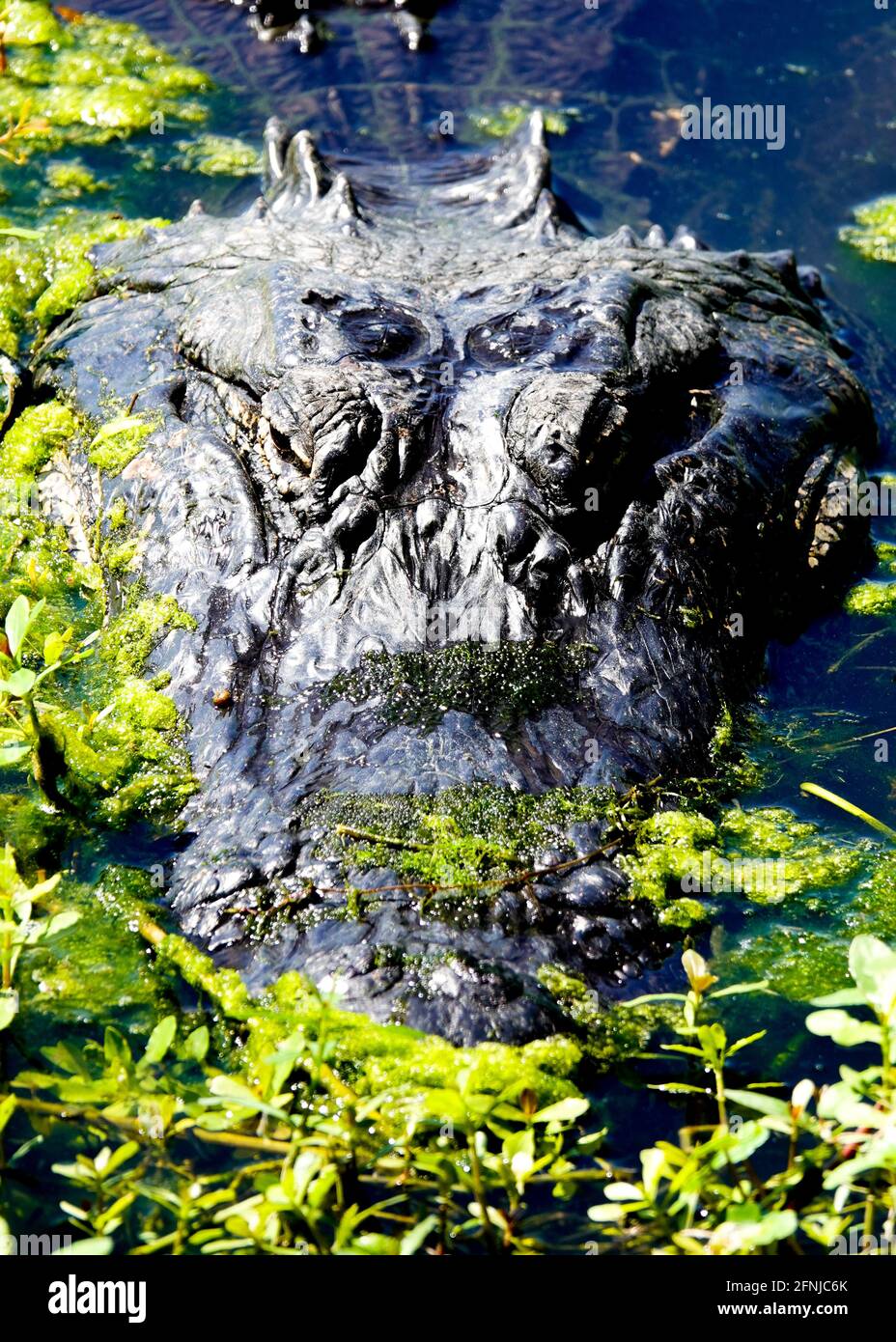 Alligator head submerged water hi-res stock photography and images - Alamy