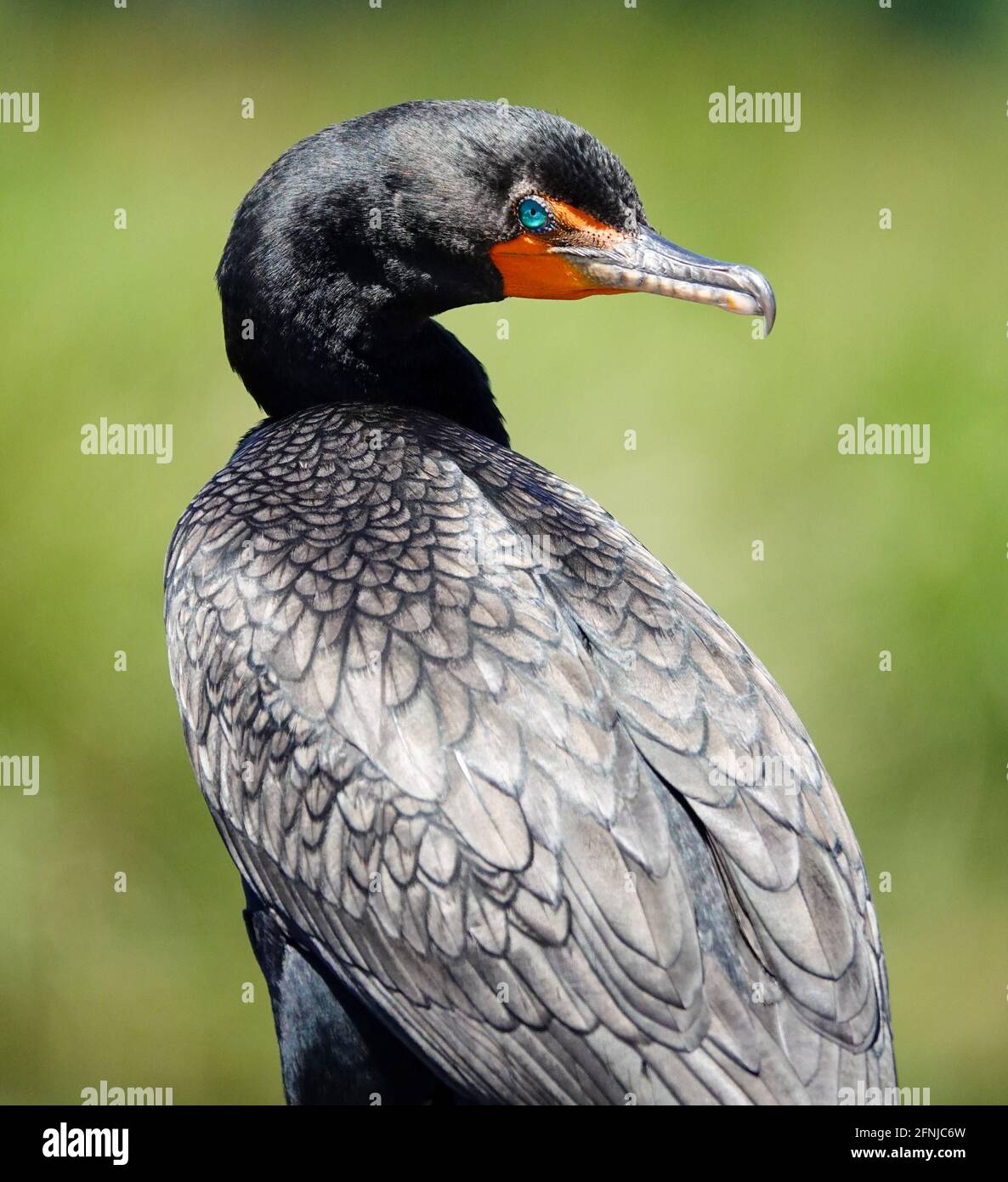 Double-crested cormorant, Phalacrocorax auritus, seen from the back ...
