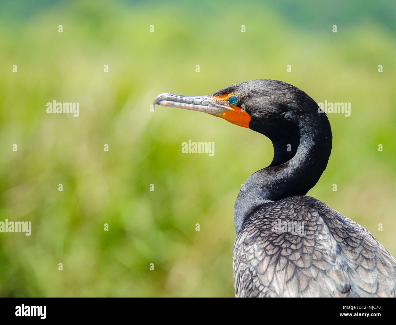 Double-crested cormorant, Phalacrocorax auritus, profile view of head ...