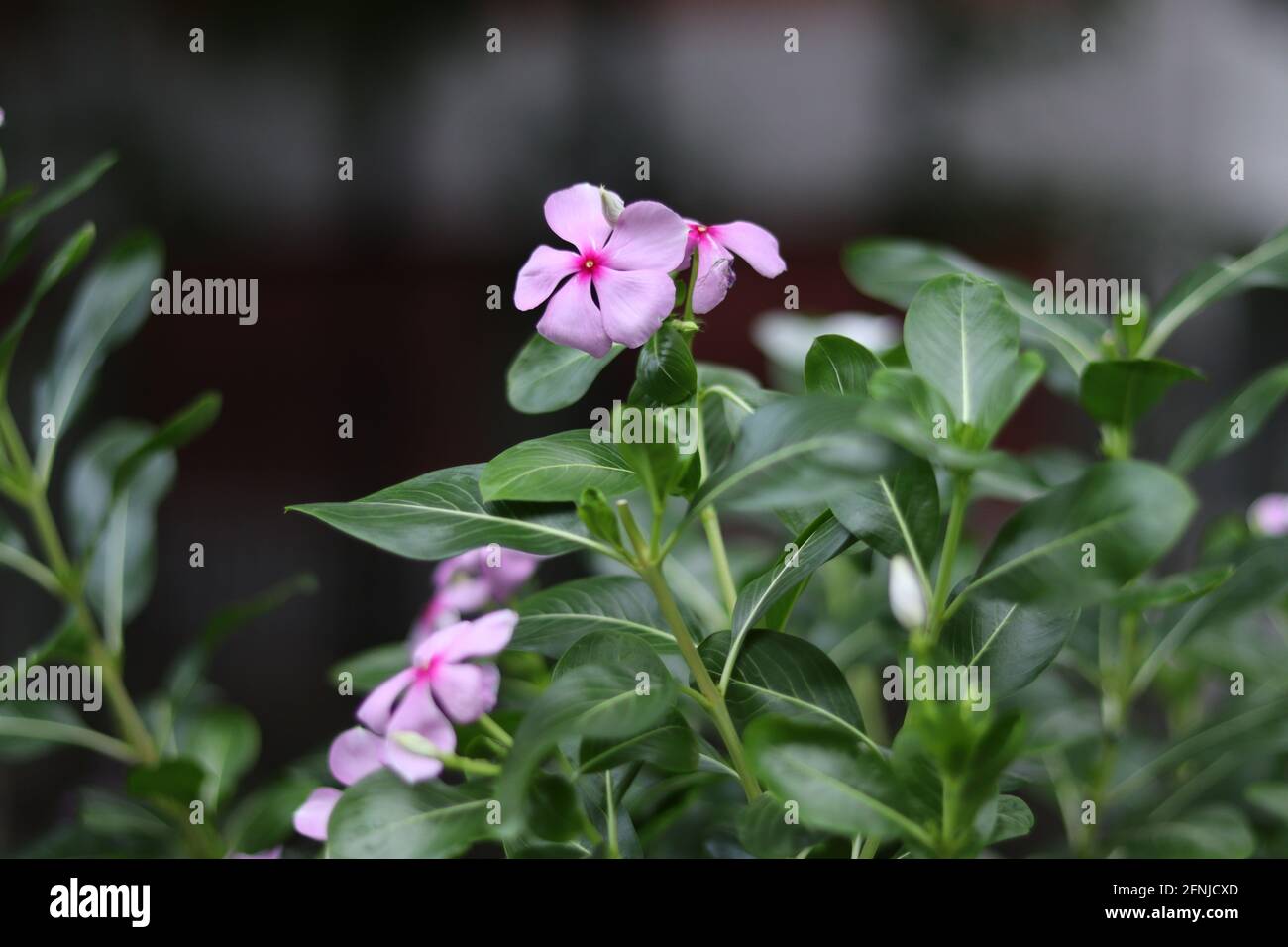 Live flower hi-res stock photography and images - Alamy