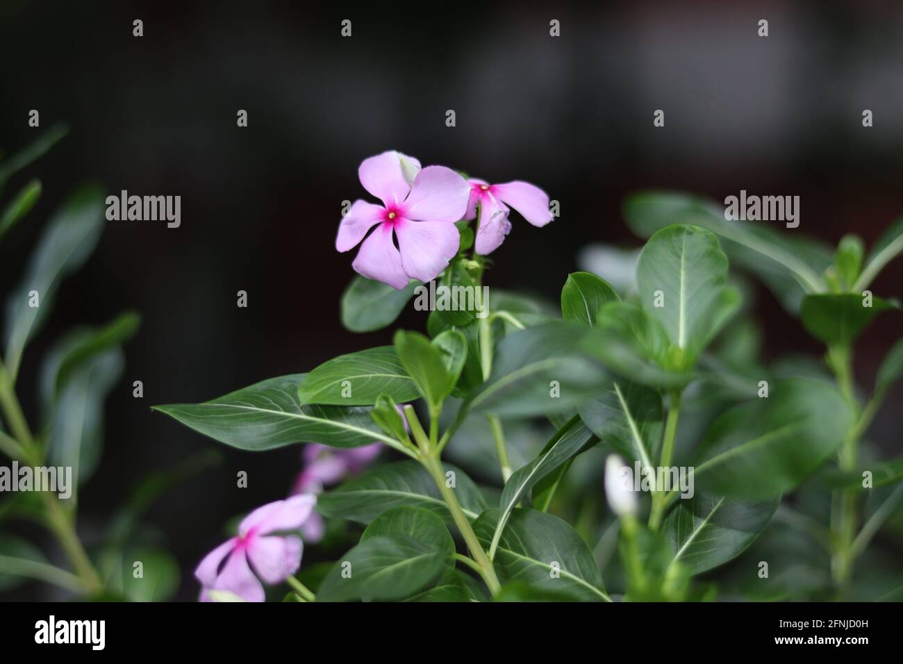 Live flower hi-res stock photography and images - Alamy