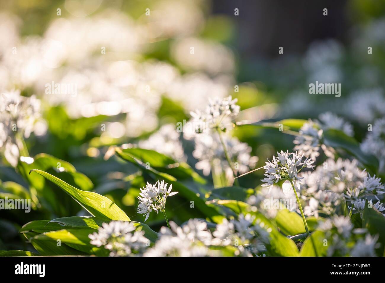 wild garlic flowers in sunny forest in spring Stock Photo - Alamy
