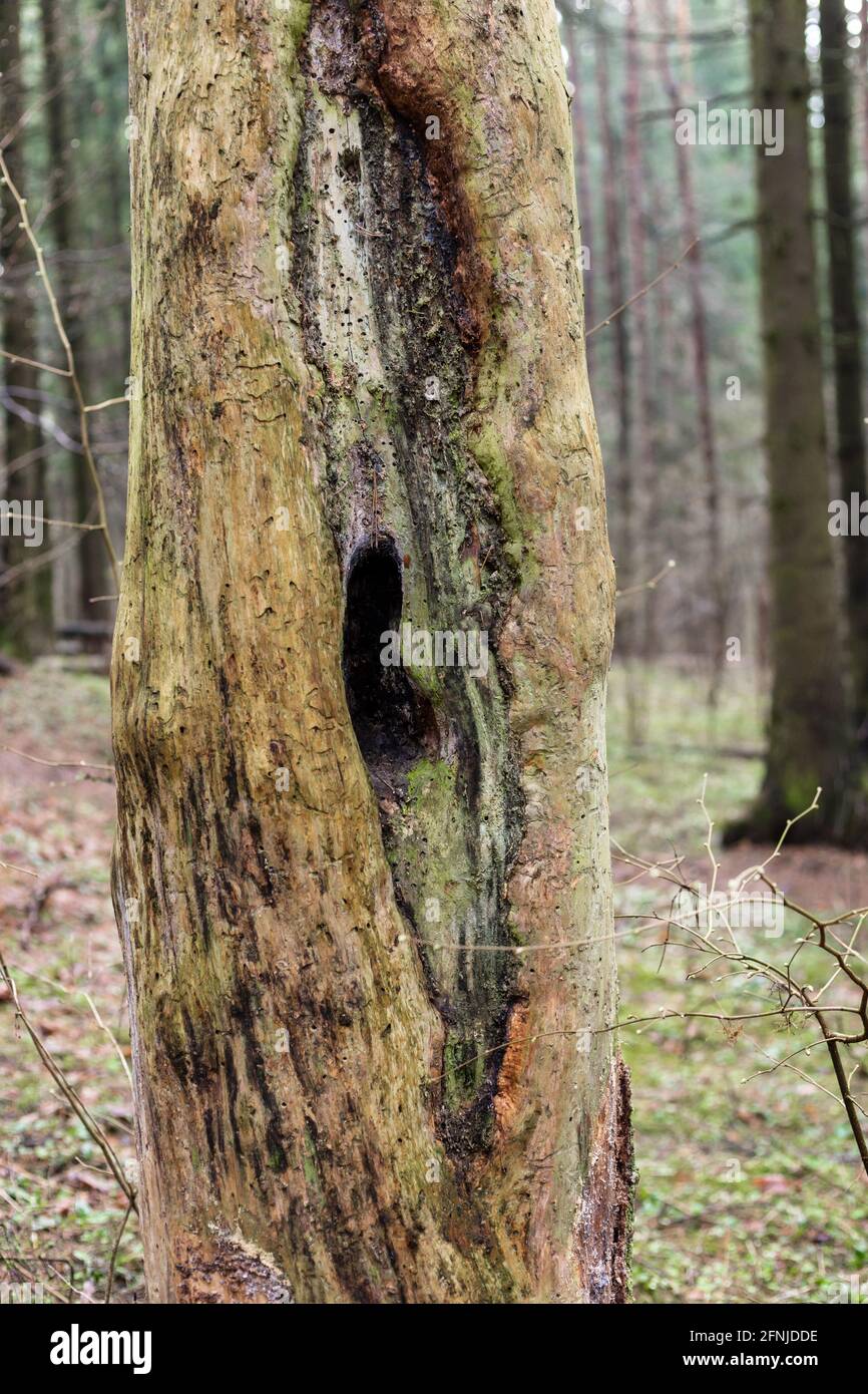 Hollow inside a dead tree in the forest Stock Photo - Alamy