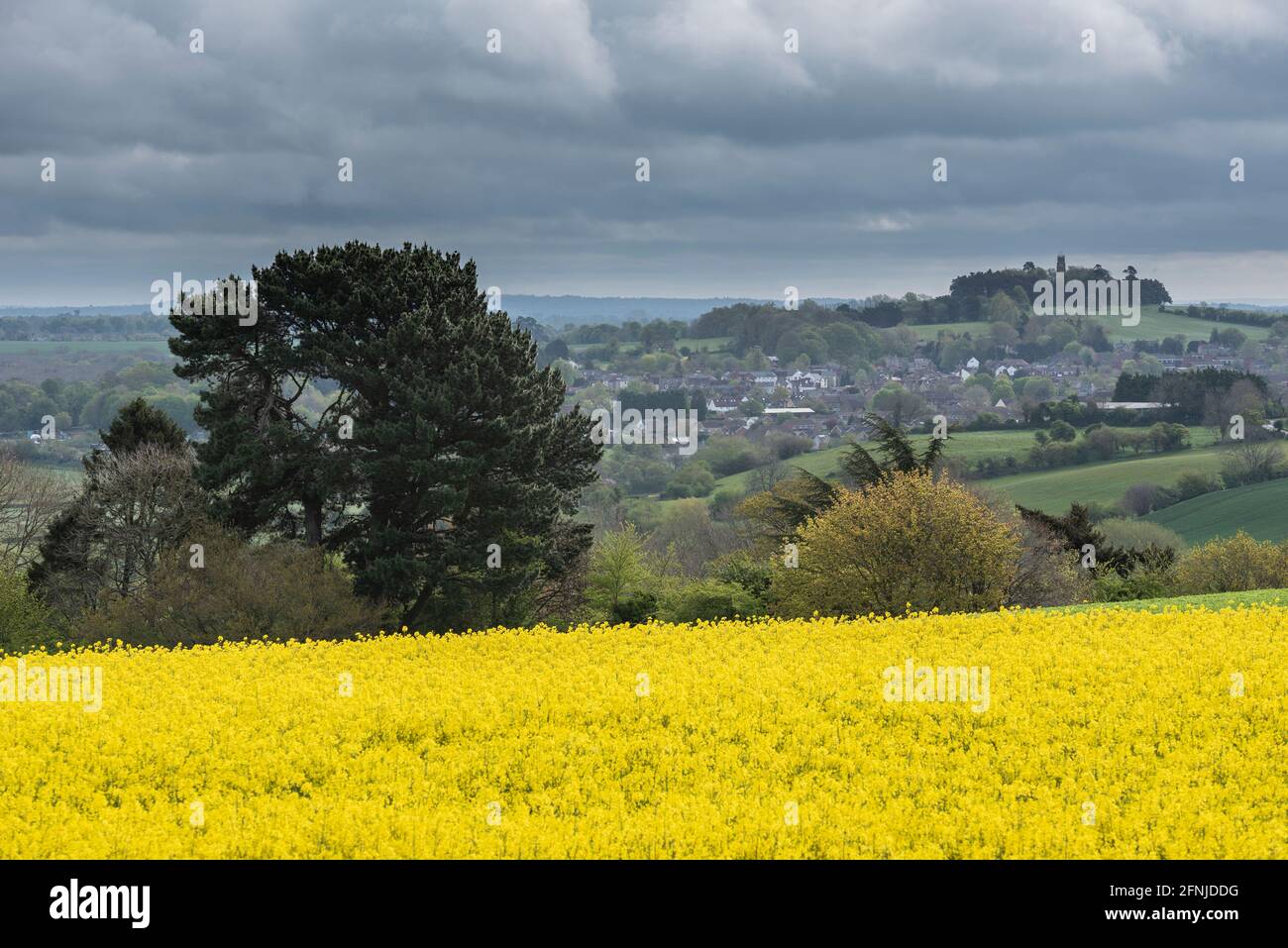 Beautiful agricultural canola rapeseed field in English countryside ...