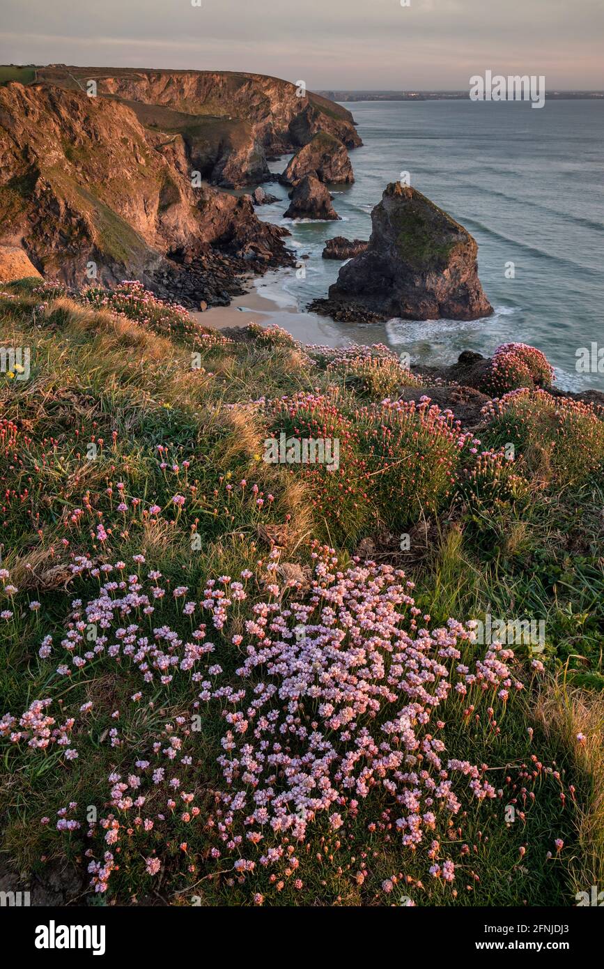Stunning landscape image during golden hour on Cornwall coastline at ...