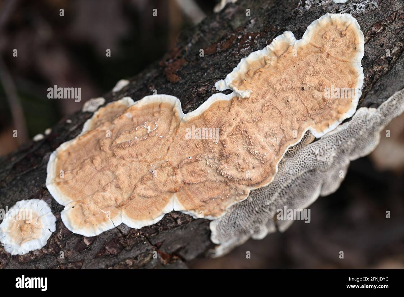 Byssomerulius corium, netted crust fungus, wild polypore from Finland ...