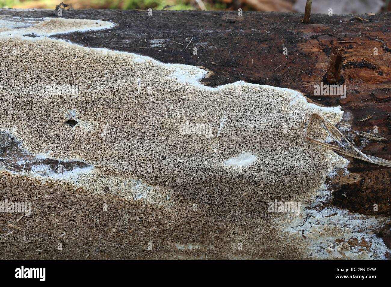 Sinuosa hi-res stock photography and images - Alamy