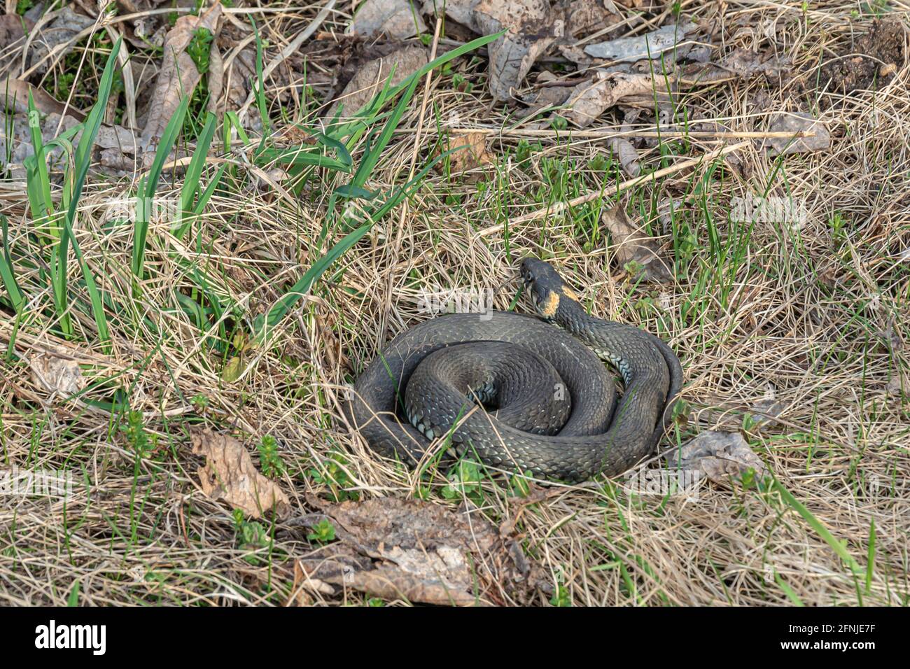 snake is curled up in a ball and lies in the grass. Stock Photo Stock ...