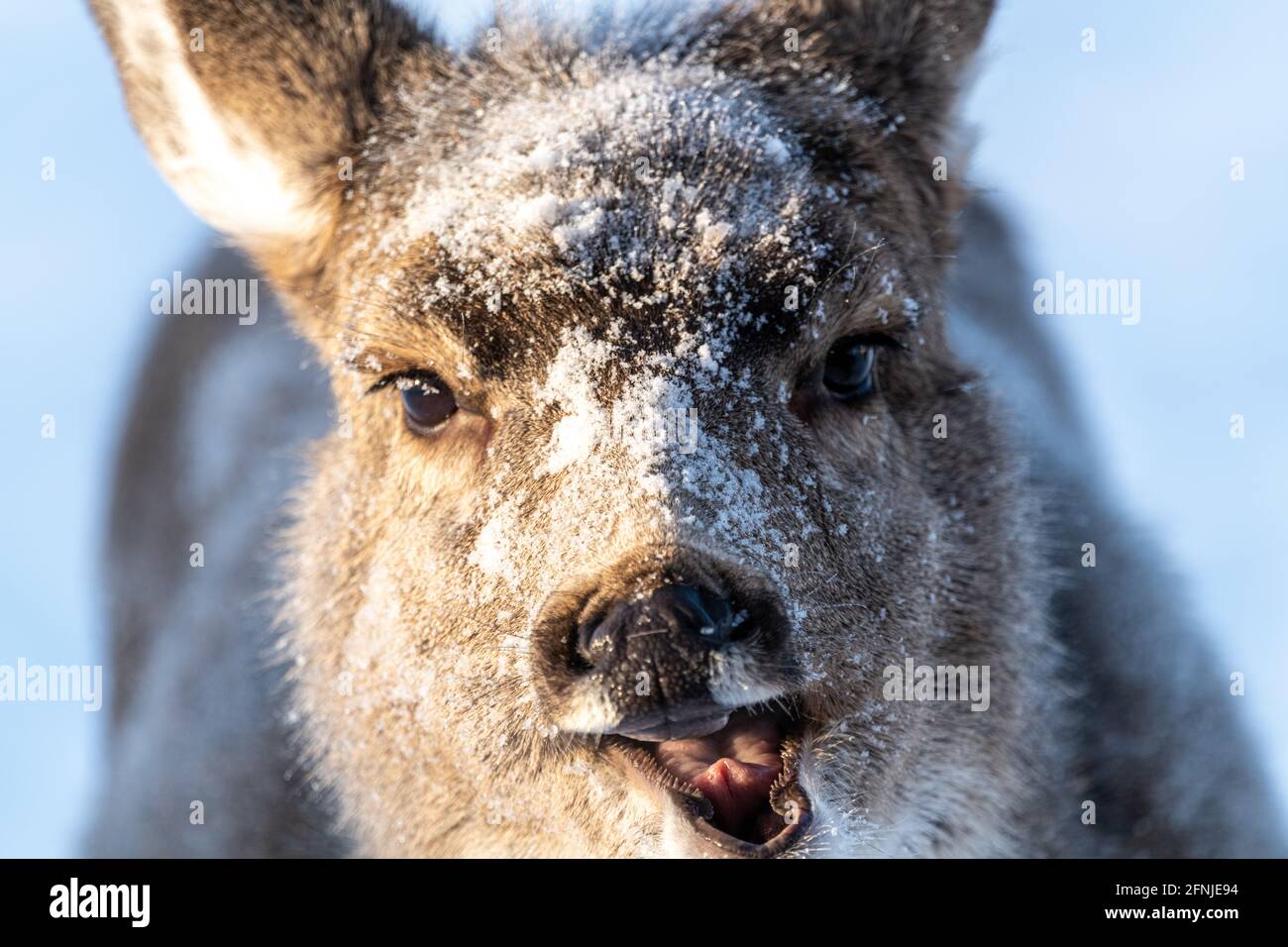Mule deer mouth open in hi-res stock photography and images - Alamy