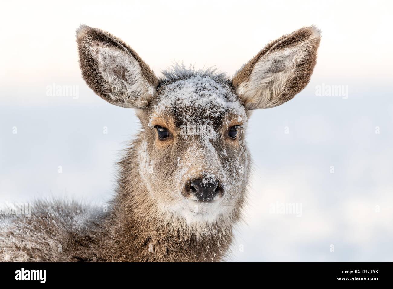 Close up mule deer face in winter time, covered in snow and ice. White ...