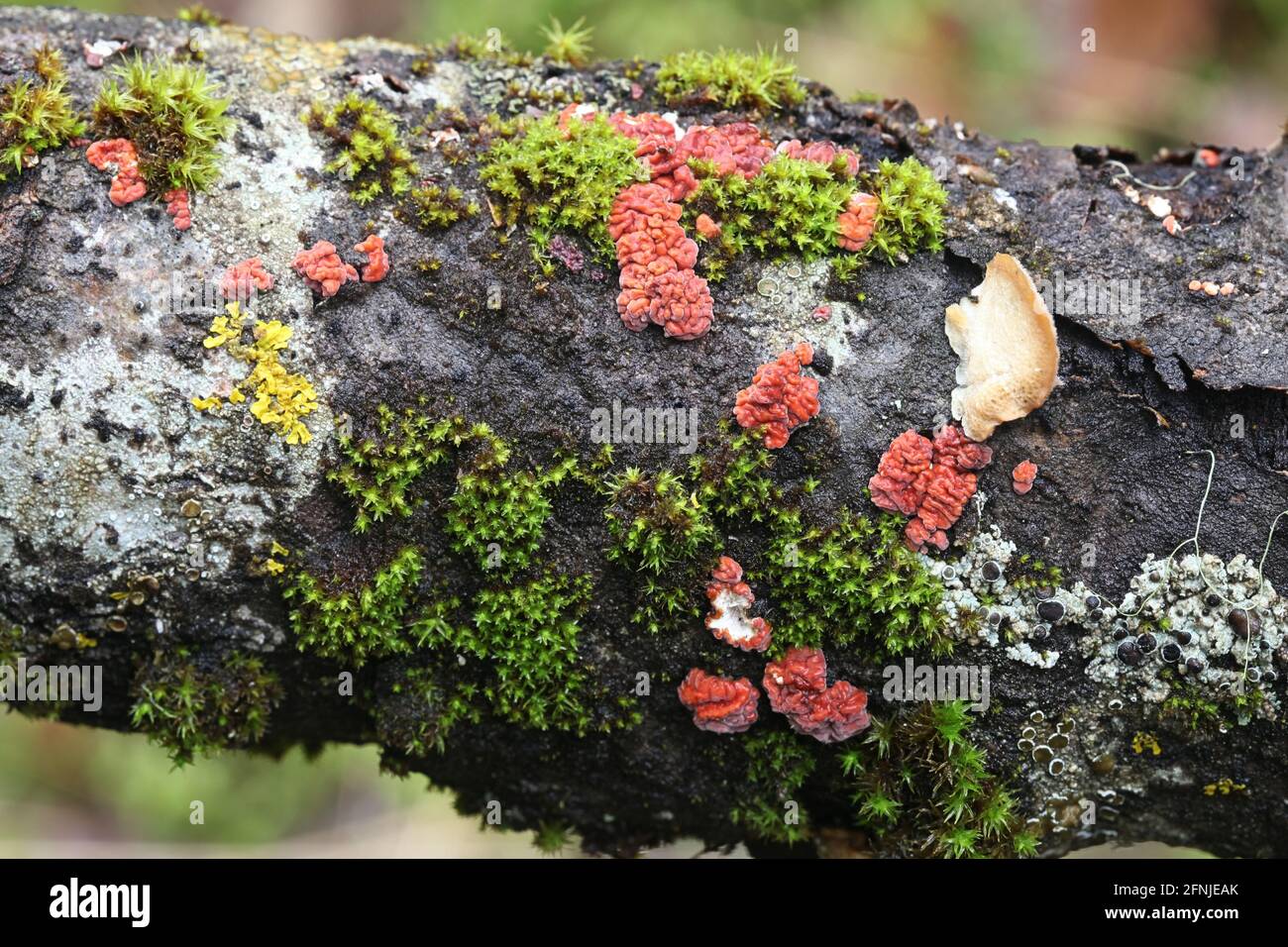Peniophora rufa, known as red tree brain, wild fungus from Finland ...