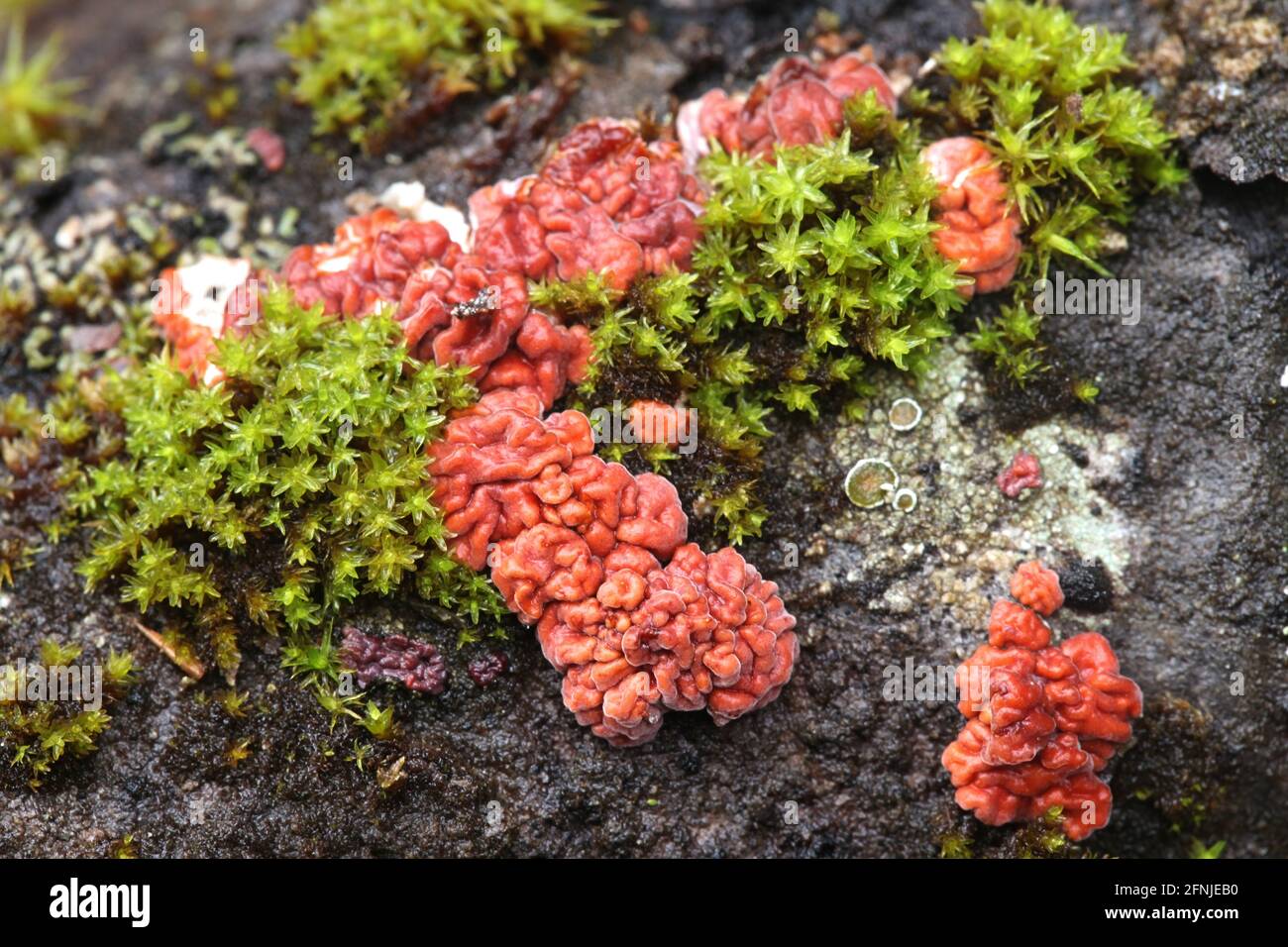 Peniophora rufa, known as red tree brain, wild fungus from Finland ...