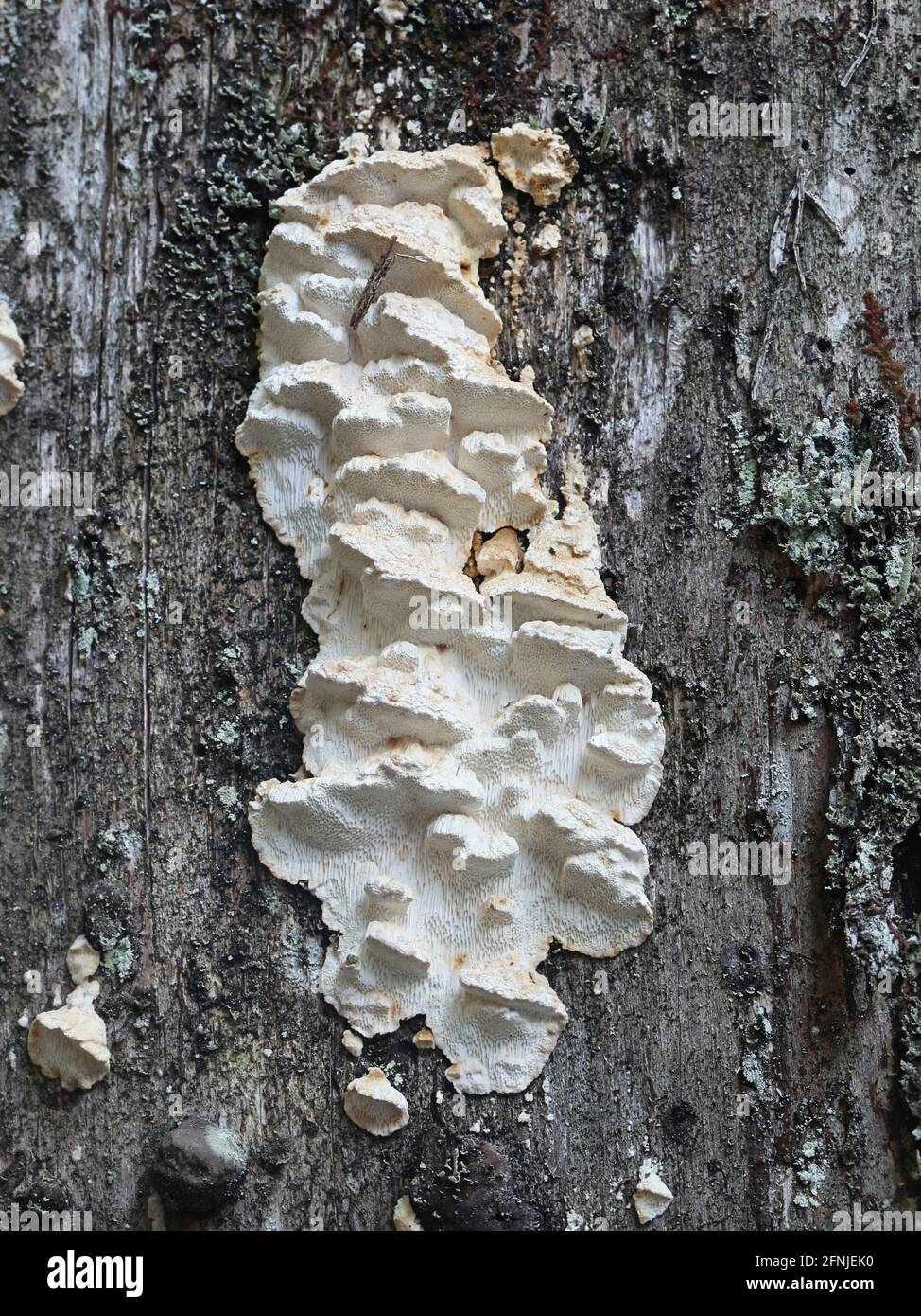 Antrodia serialis, known as serried crust fungus, wild polypore fungus ...
