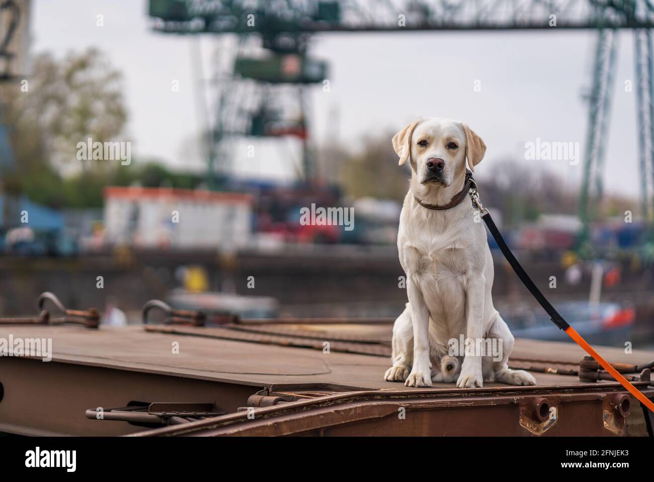 Portrait of a dog on railroad car, Labrador Retriever Stock Photo - Alamy