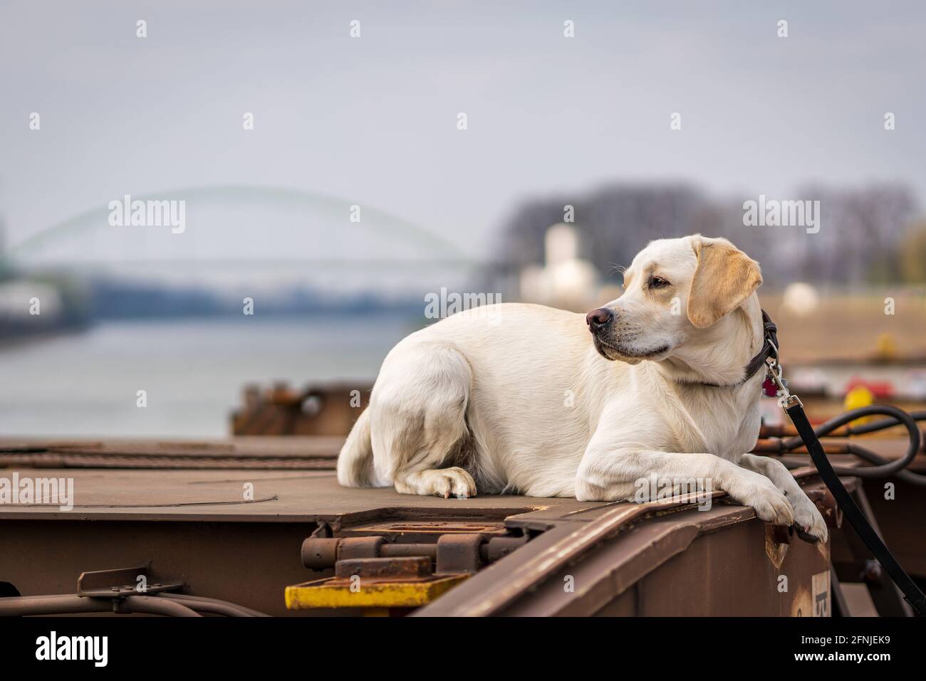 Portrait of a dog on railroad car, Labrador Retriever Stock Photo - Alamy