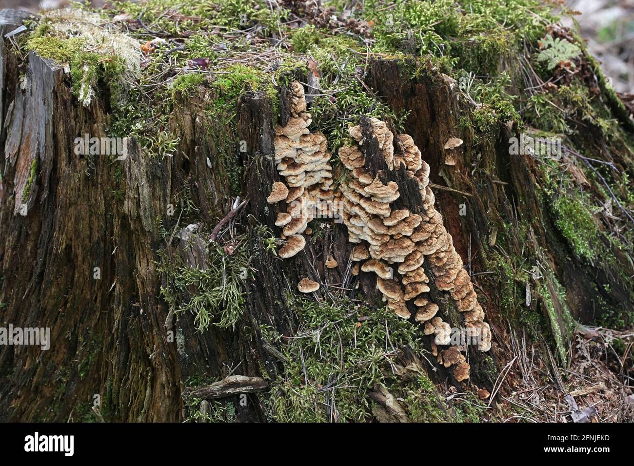 Antrodia serialis, known as serried crust fungus, wild polypore fungus ...