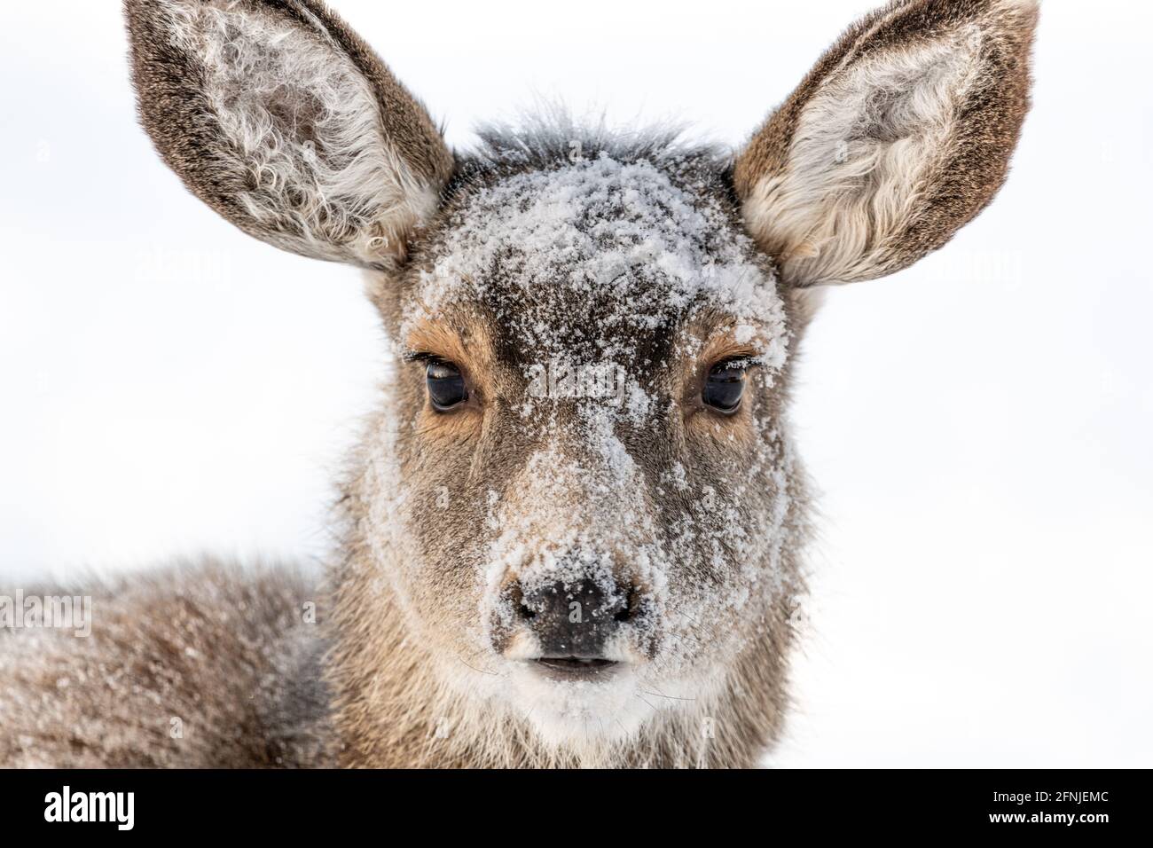 Close up mule deer face in winter time, covered in snow and ice. White ...