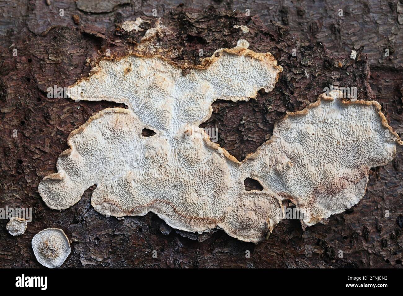 Polyporus serialis hi-res stock photography and images - Alamy