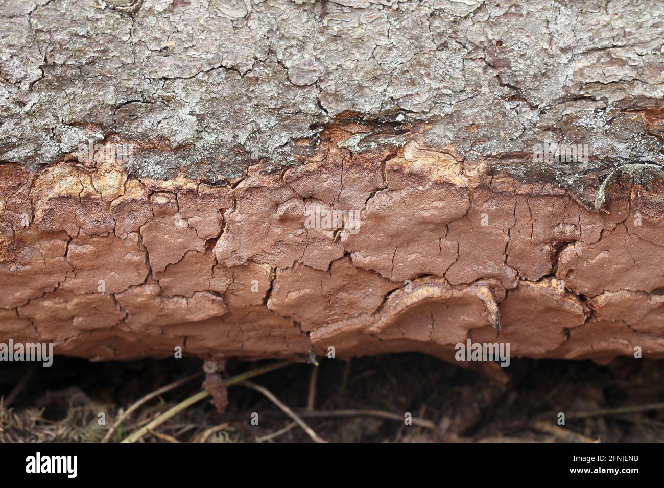 Phellinidium hi-res stock photography and images - Alamy