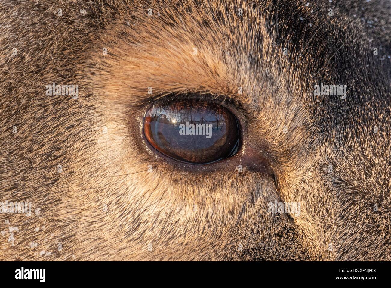 Macro eyes mule hi-res stock photography and images - Alamy