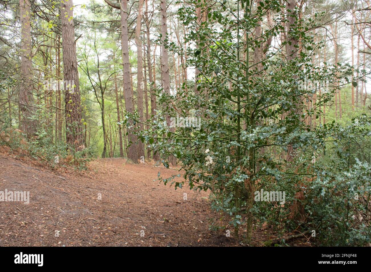 Understory understorey hi-res stock photography and images - Alamy