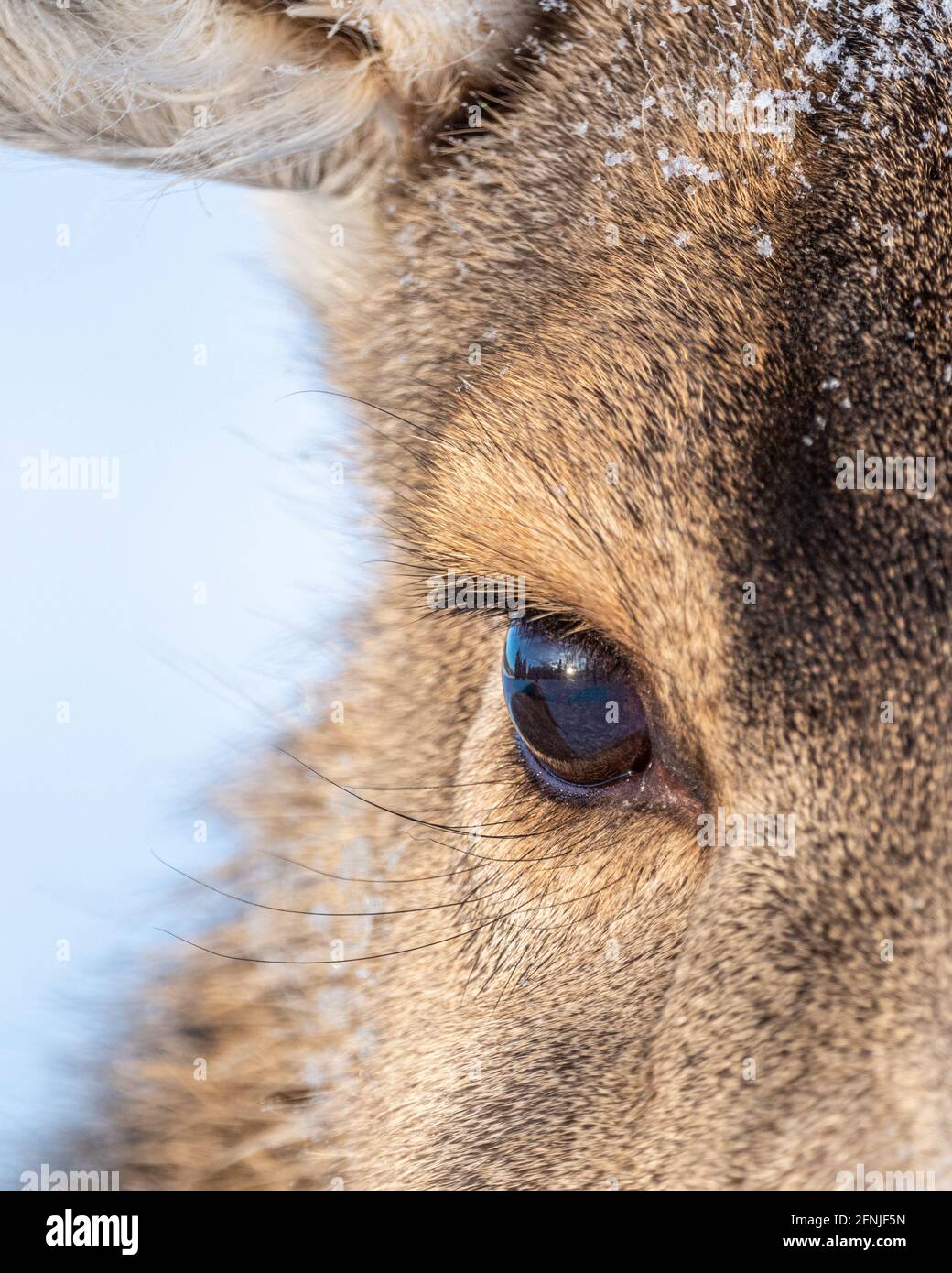 Eye pupil tree hi-res stock photography and images - Alamy
